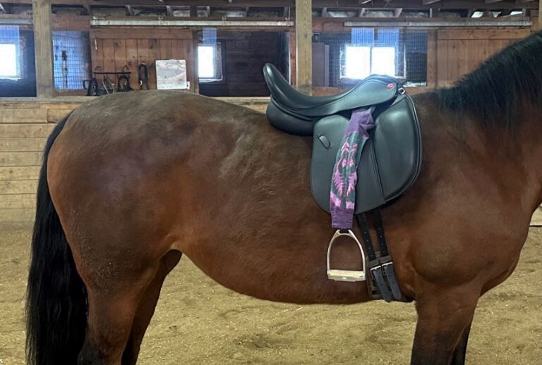 How to Properly Position a Saddle on Your Horse